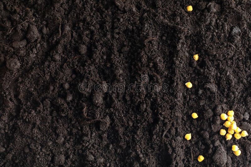 Seeds in the Ground. Seed Preparation for Planting in the Spring Stock ...