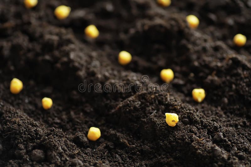 Seeds in the Ground. Seed Preparation for Planting in the Spring Stock ...