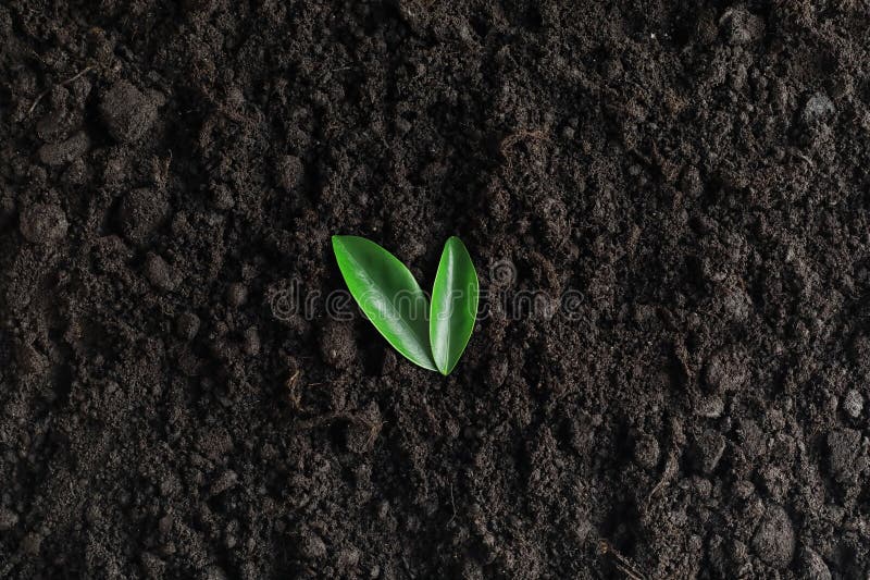 Seeds in the Ground. Seed Preparation for Planting in the Spring Stock ...