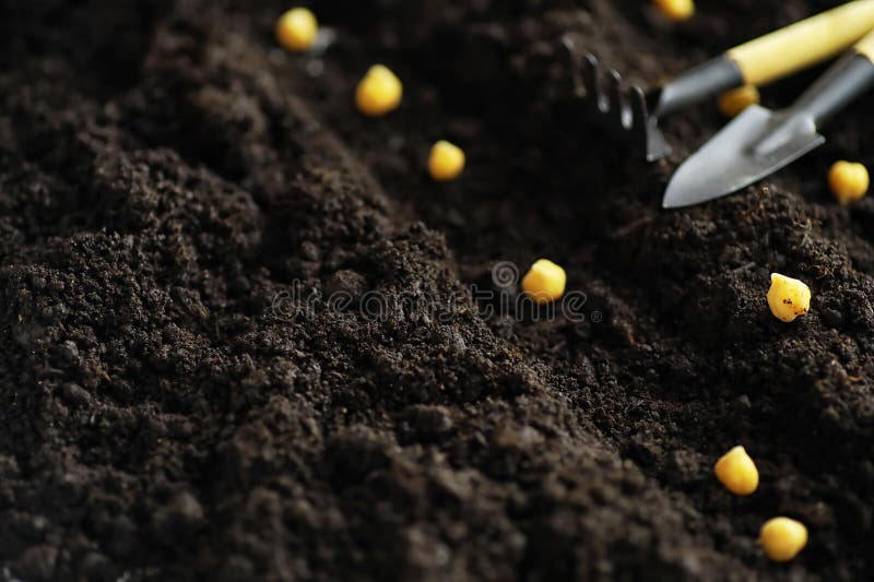 Seeds in the Ground. Seed Preparation for Planting in the Spring Stock ...