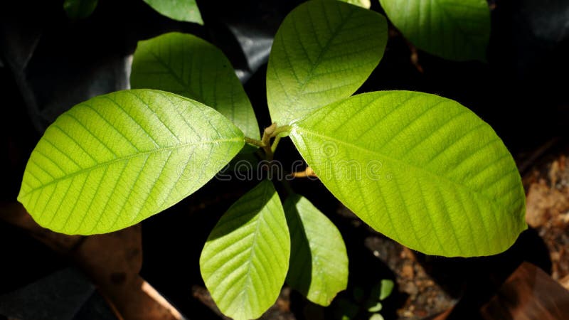 Yang, Gurjan or Garjan in Forestry Plantation. Summer Season. Thailand ...