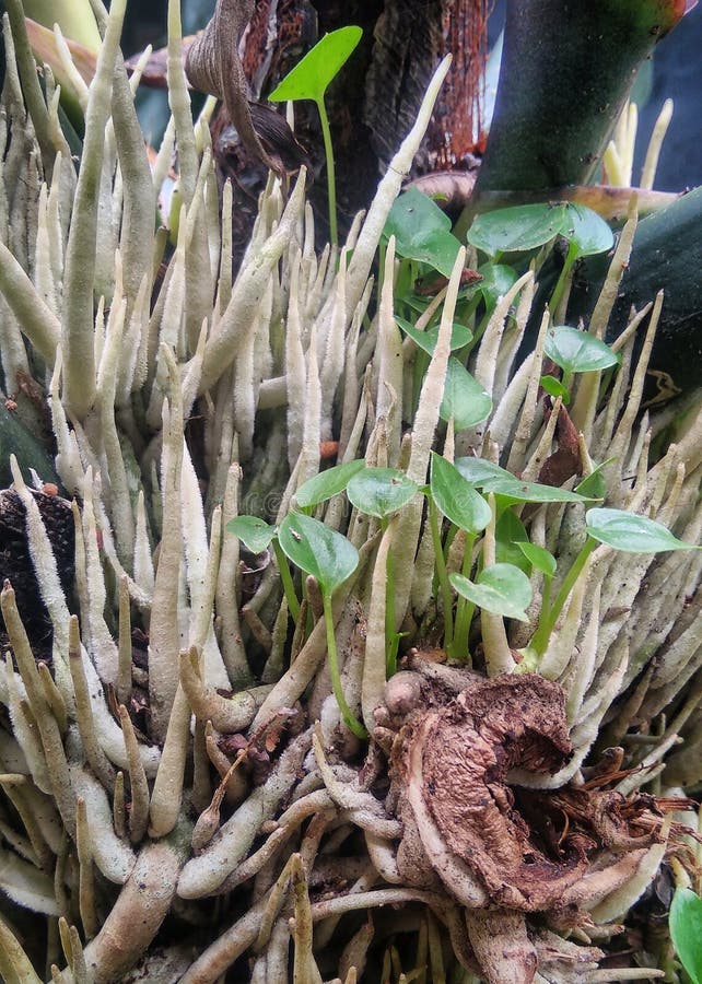 The Seeds Grow on the Root of the Parent Stock Image - Image of crop ...