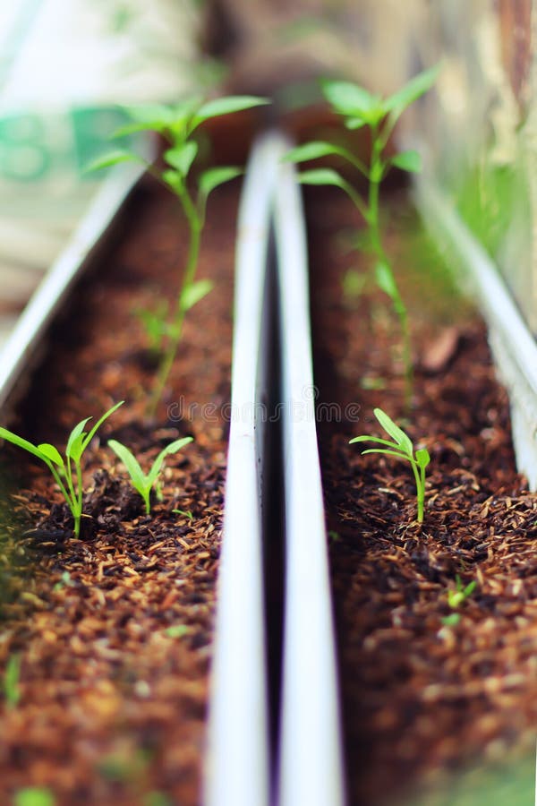 Seeds that are Growing Full of Hope Stock Photo - Image of soil, leaf ...