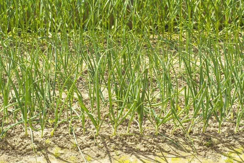 Seeds with Growing Green Onions. Stock Image - Image of closeup, grass ...