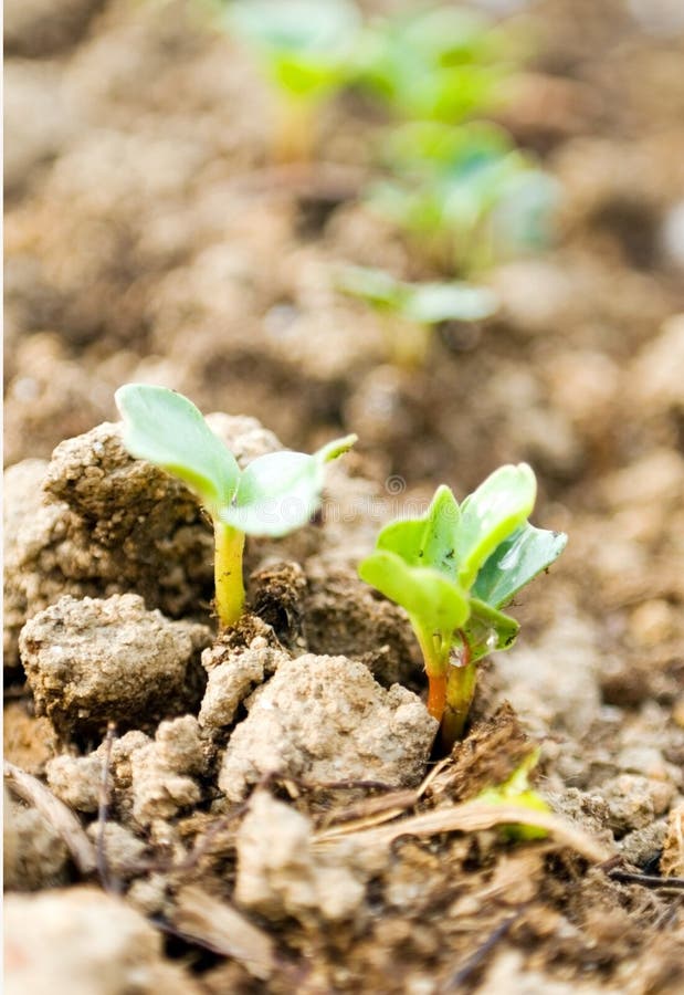 Seeds Growing/macro stock photo. Image of ecological, blur - 4851982