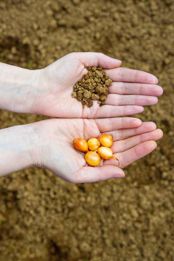 Seeds in Hands stock photo. Image of farming, agriculture - 49193874