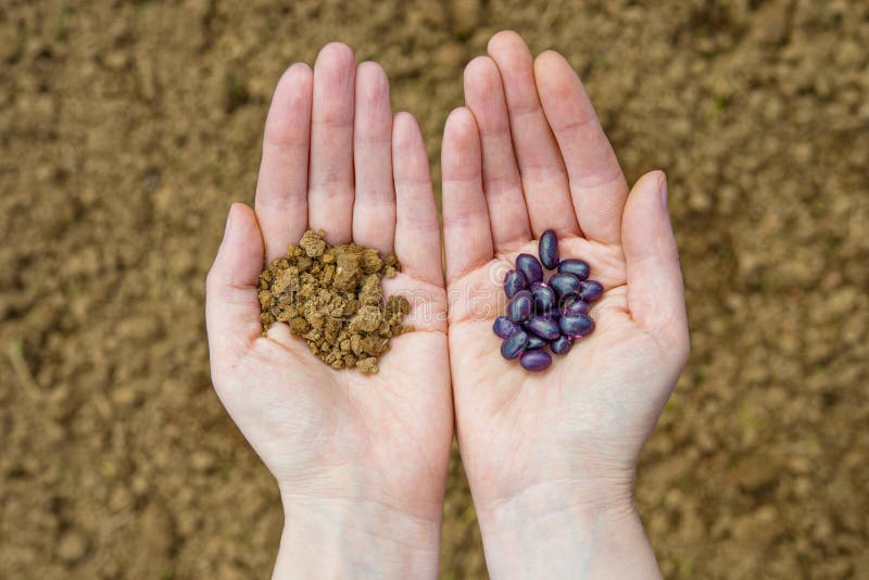 Seeds in Hands stock photo. Image of countryside, gardening - 49193876