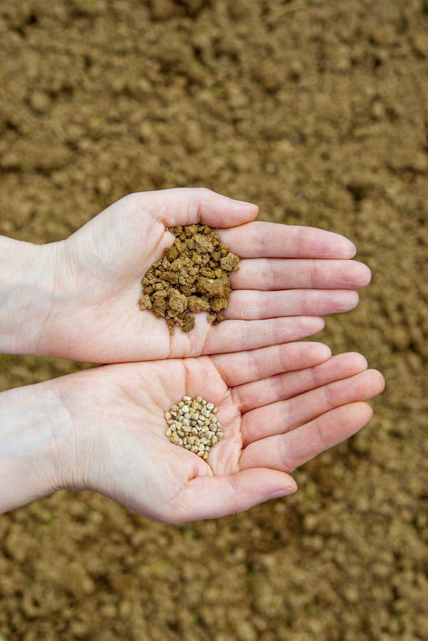 Seeds in Hands stock photo. Image of ecology, closeup - 49351800