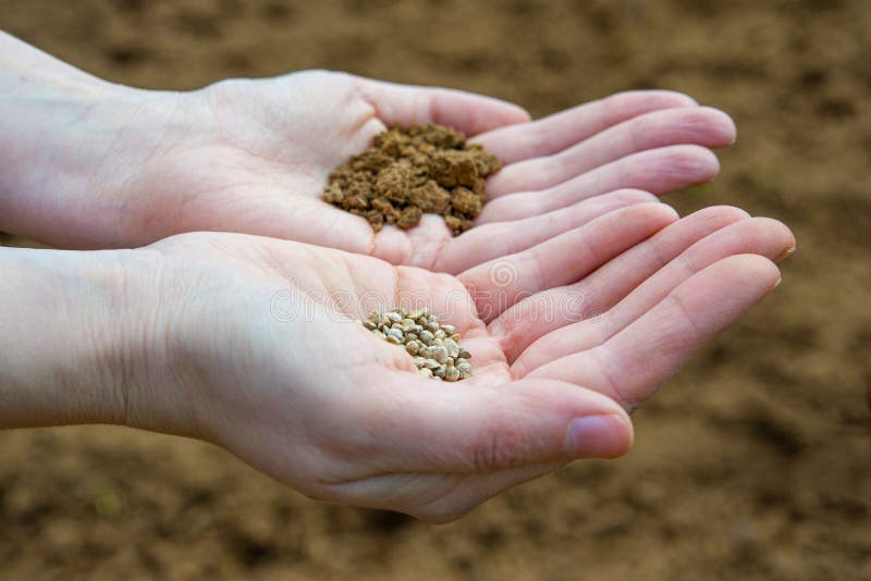 Seeds in Hands stock photo. Image of hand, farm, grain - 49351816