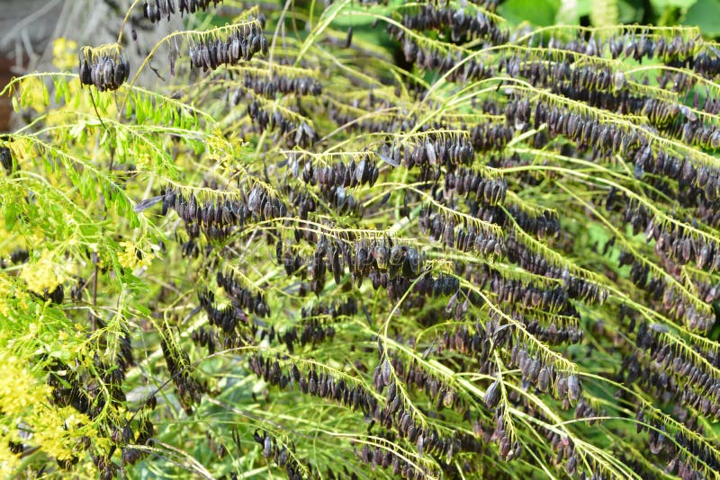 Seeds of Honey Woad Plant Dye Isatis Tinctoria Stock Image - Image of ...