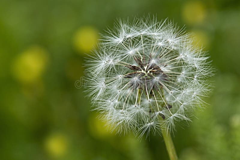 Seeds of Hope stock image. Image of freedom, blowing - 46703175
