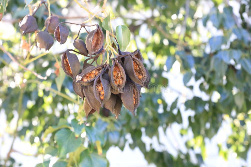 Seeds shelled nuts tree stock image. Image of shell - 139310051