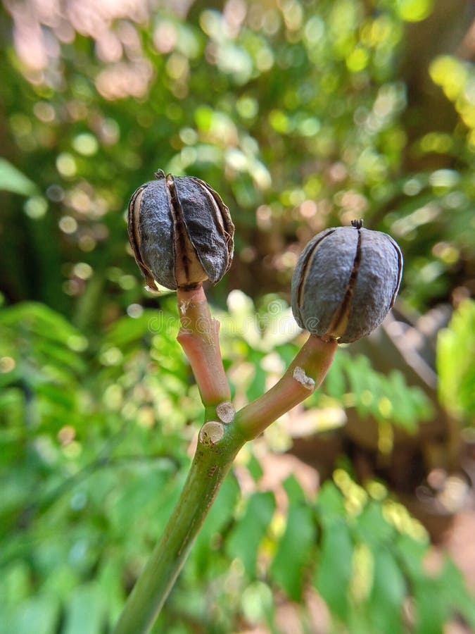 The Seeds of the Jatropha Tree Have Many Benefits. Stock Photo - Image ...