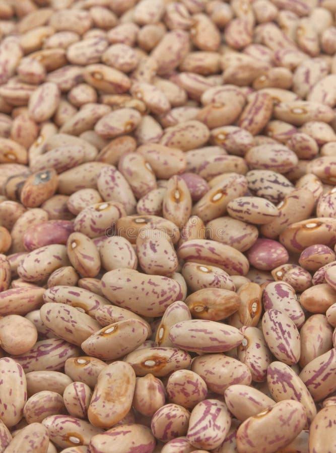 Seeds of kidney bean stock photo. Image of seed, vulgaris - 28078760