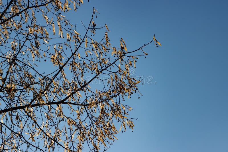 Seeds of a Linden Tree Isolated on Blue Sky in Winter Stock Image ...