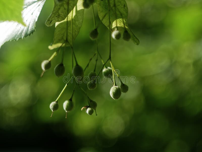 The Seeds of a Linden Tree in Summer Stock Photo - Image of berries ...