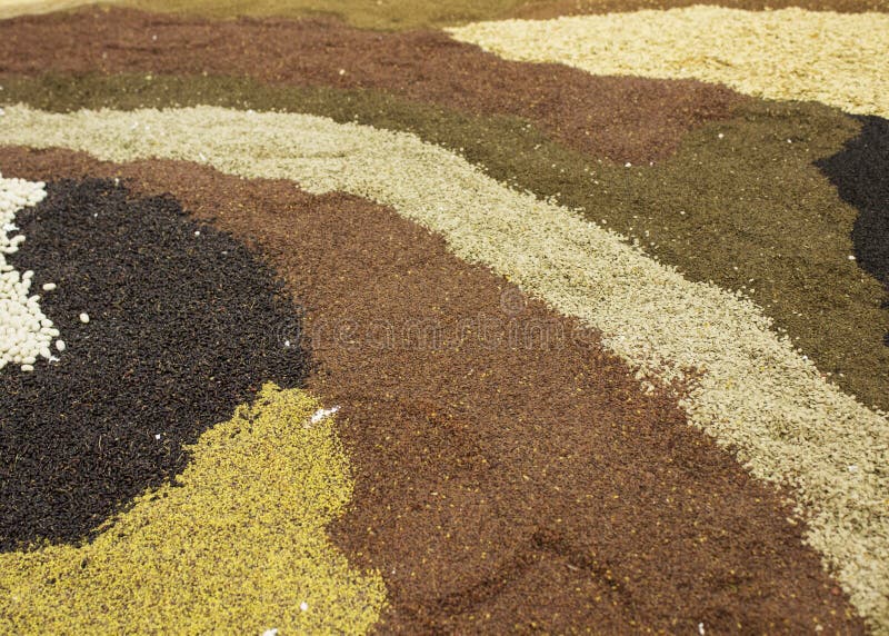 Agro seeds stock image. Image of lens, collection, green - 31268703