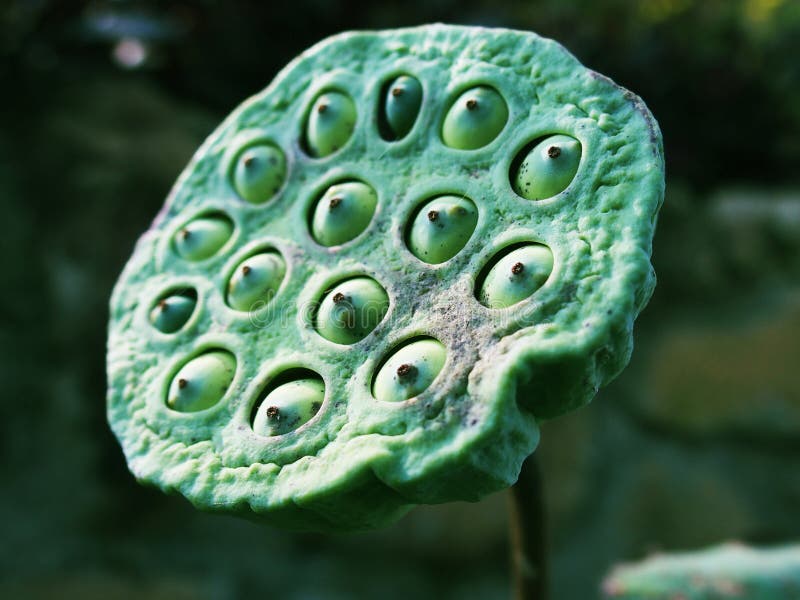 Seeds & Lotus Pod stock image. Image of lotus, water - 89972069