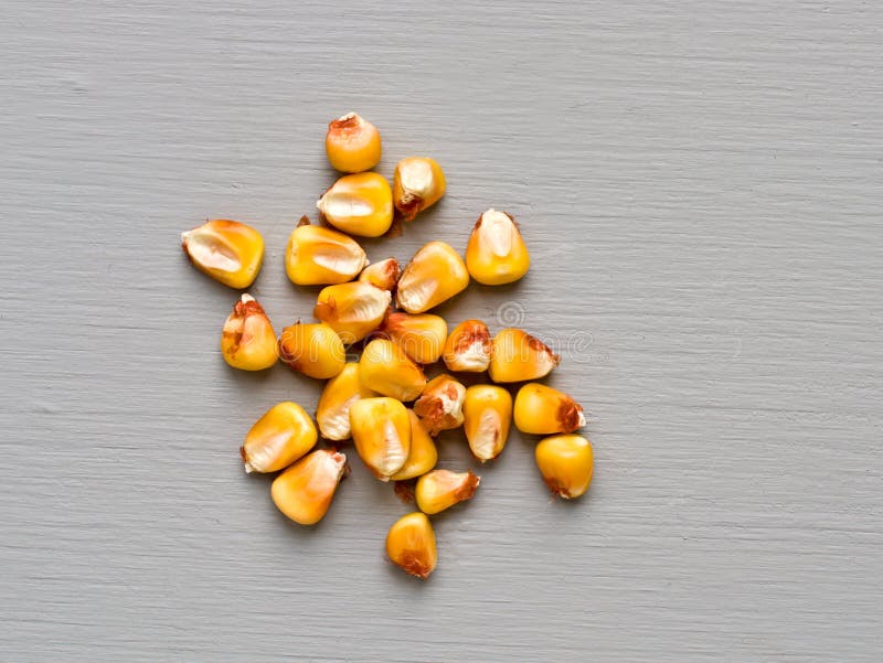 Seeds of maize stock image. Image of copyspace, grain - 37354187