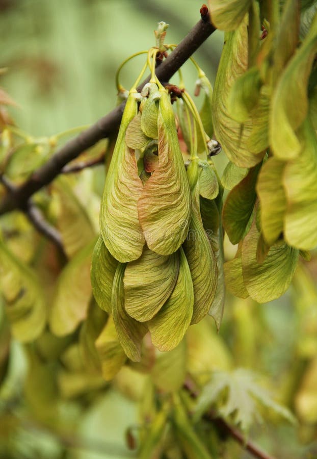 Seeds of maple stock image. Image of plant, maple, growing - 93175037