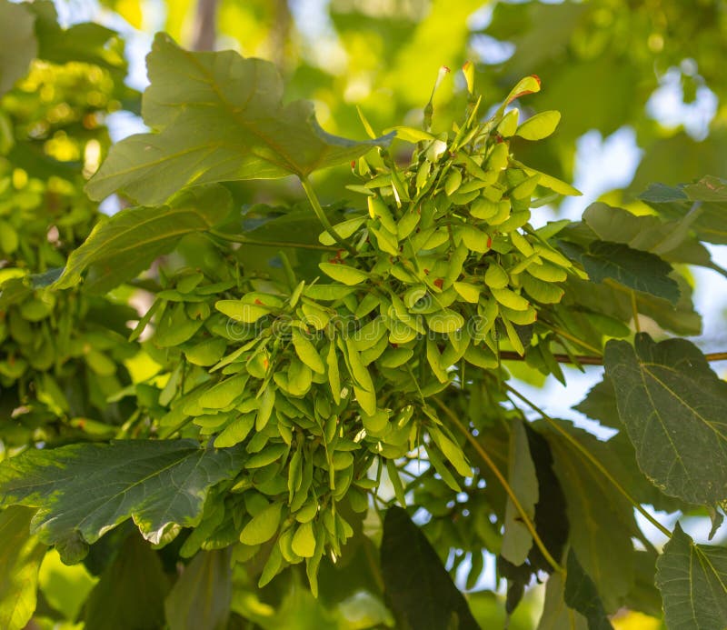 Seeds on a Maple Tree in Summer. Stock Photo - Image of fresh, botany ...