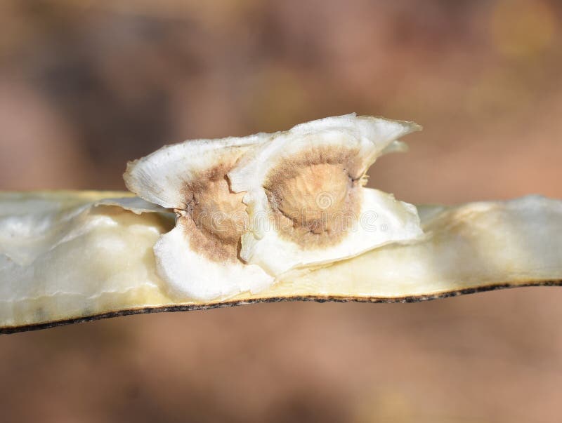 Closeup on Moringa Oleifera Tree Seeds Stock Photo - Image of nutrition ...