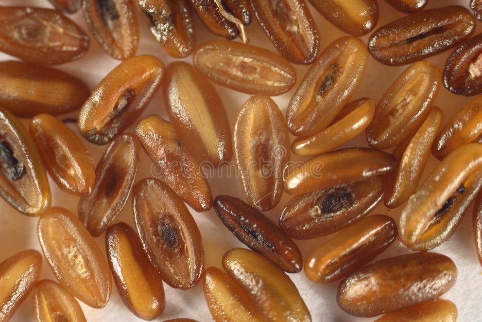 Seeds (Plantago Lanceolata L.) Stock Photo - Image of bonelet, plantago ...