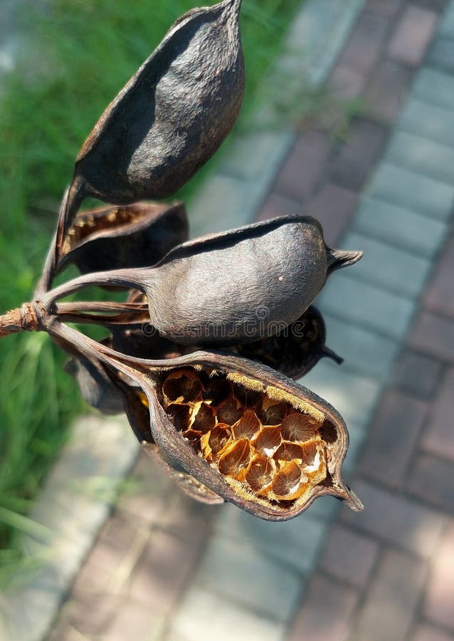 Jacaranda Pods Unripe on White Background Stock Image - Image of ...