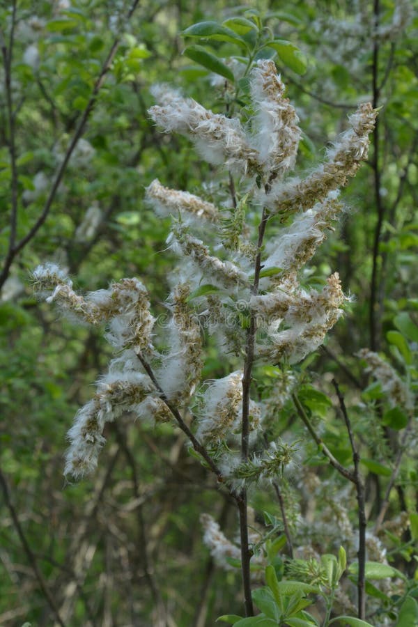 Seeds of Poplar Fluff Close Up on Tree Branches Stock Image - Image of ...