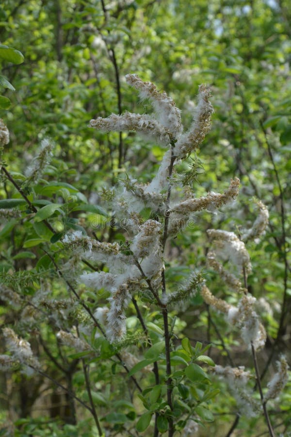 Seeds of Poplar Fluff Close Up on Tree Branches Stock Photo - Image of ...
