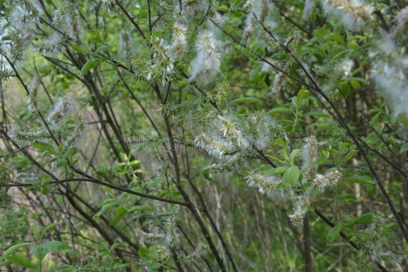 Seeds of Poplar Fluff Close Up on Tree Branches Stock Image - Image of ...