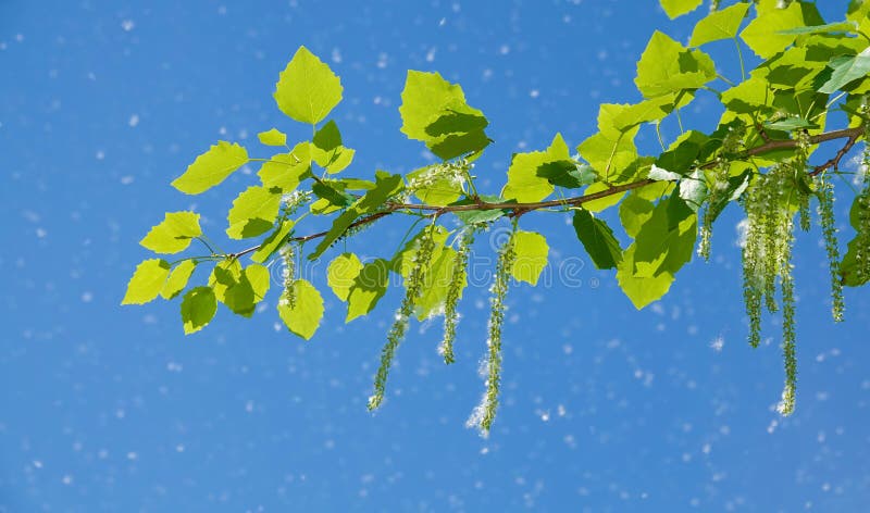 609 Seeds Poplar Stock Photos - Free & Royalty-Free Stock Photos from ...
