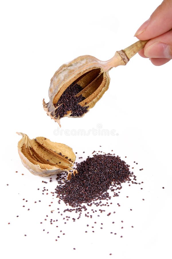 Opium poppy stock photo. Image of studio, horizontal - 10396620