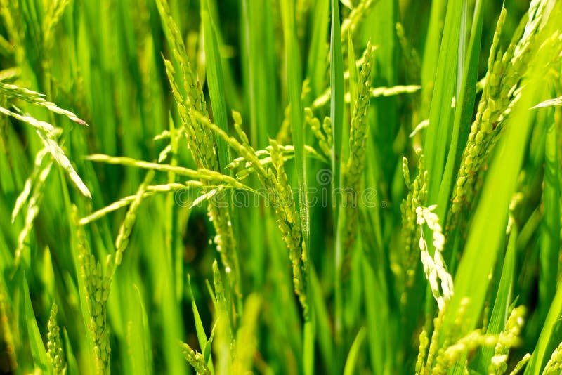 Seeds of rice close-up stock image. Image of destinations - 43674977
