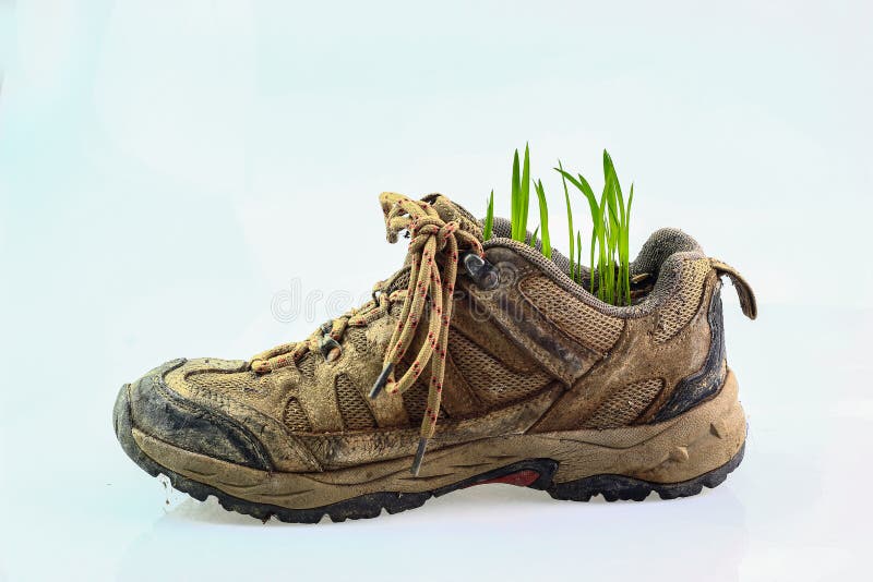 The Seeds Rice Growth in the Old Shoe Stock Image - Image of grow ...