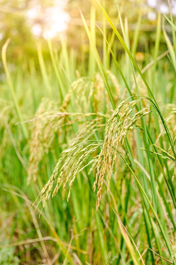 Seeds and Rice that are Still Green in the Countryside Stock Image ...