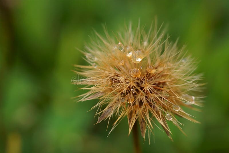 The Seeds of the Rough Hawkbit Plant Drenched by Rain; Leontodon ...