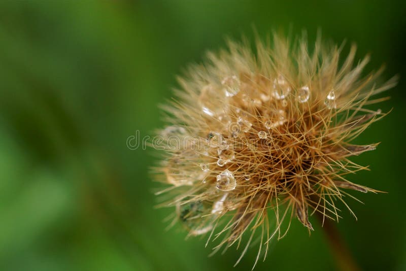 The Seeds of the Rough Hawkbit Plant Drenched by Rain; Leontodon ...