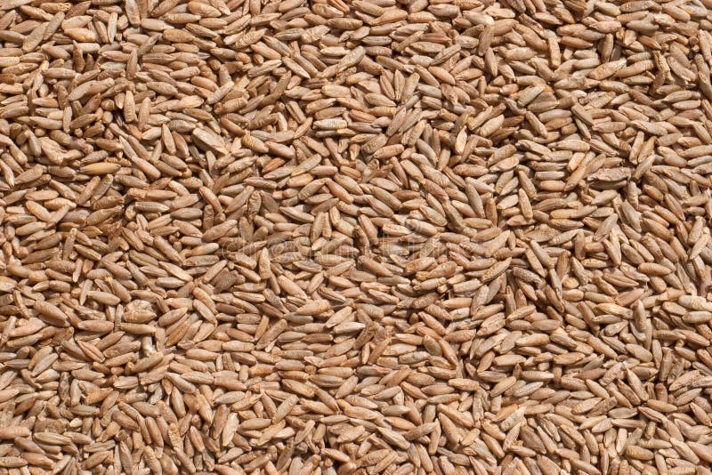 Wheat stock photo. Image of background, food, farm, spindly - 23331738