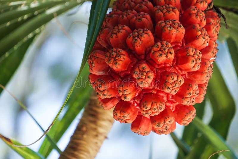 Seeds of Sea Pandanus, Pine Plant Tree Stock Image - Image of plant ...