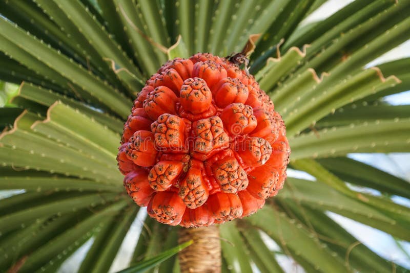 Seeds of Sea Pandanus, Pine Plant Tree Stock Photo - Image of organic ...