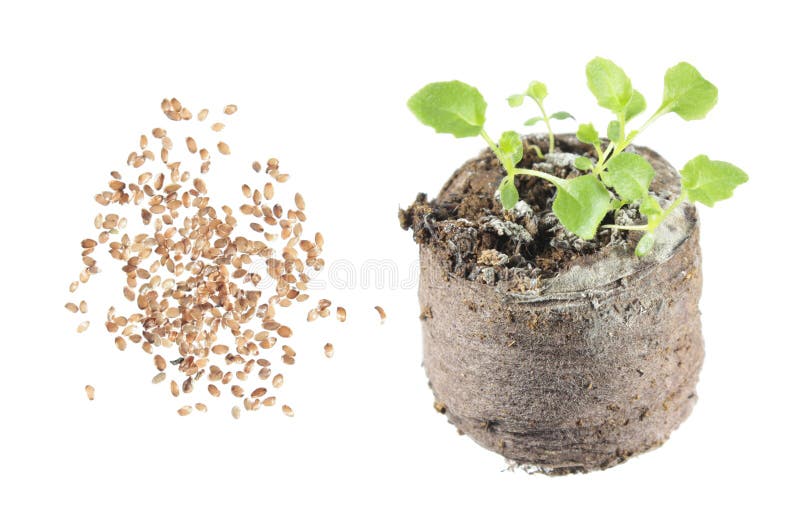 Symphyandra Pendula Stock Photos - Free & Royalty-Free Stock Photos ...