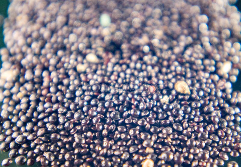 Seeds of Seeds of Stem Amaranth Stock Photo - Image of ground, yellow ...