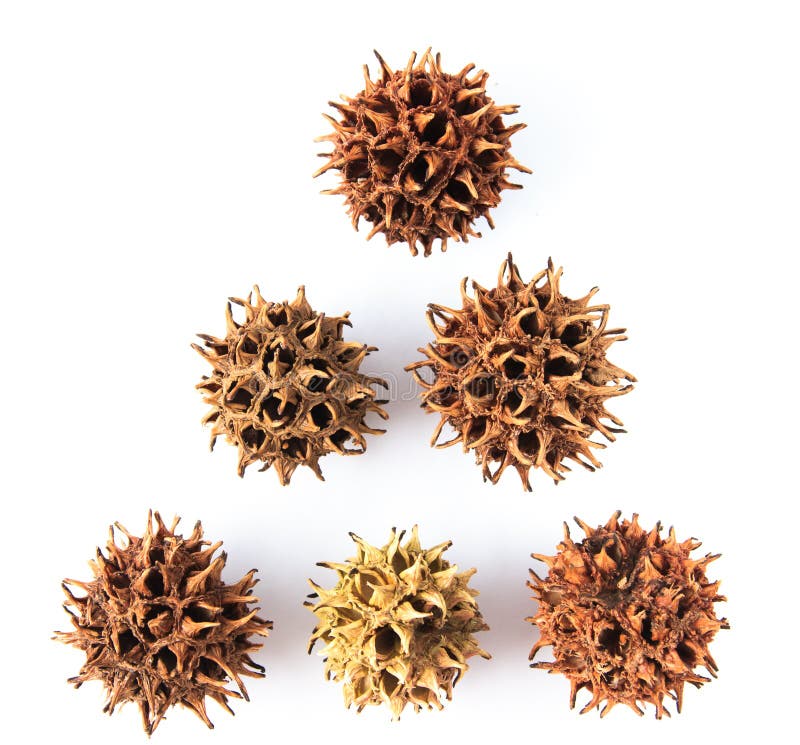Sweet gum tree seed pod stock image. Image of fruit, botanical - 70581025