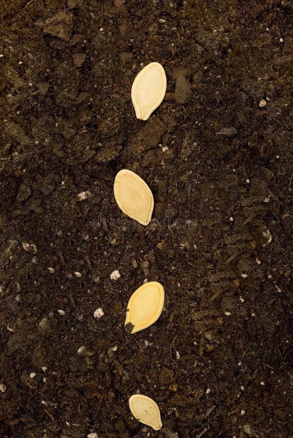 Seeds in Soil Close Up stock photo. Image of detail, heap - 29341180