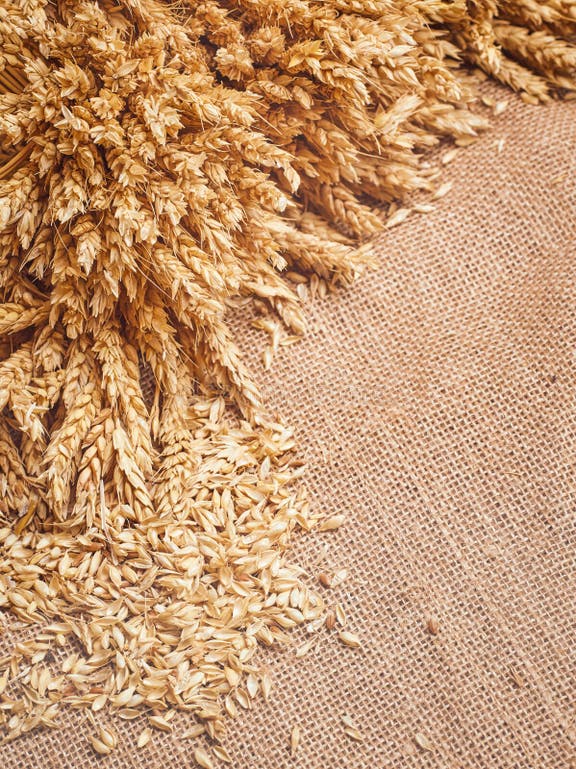 The seeds and spike lets. stock photo. Image of agriculture - 92024386