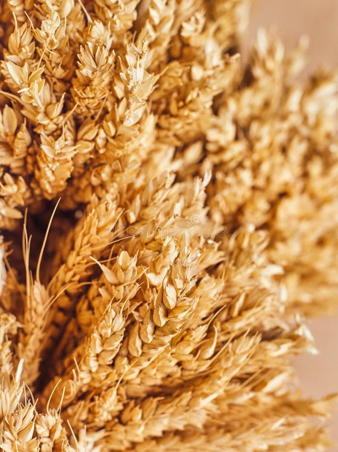 The seeds and spike lets. stock photo. Image of grains - 92024456