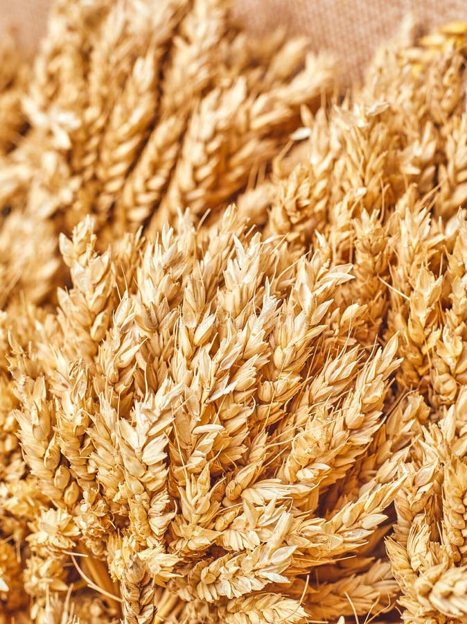 The seeds and spike lets. stock photo. Image of kernel - 92024458