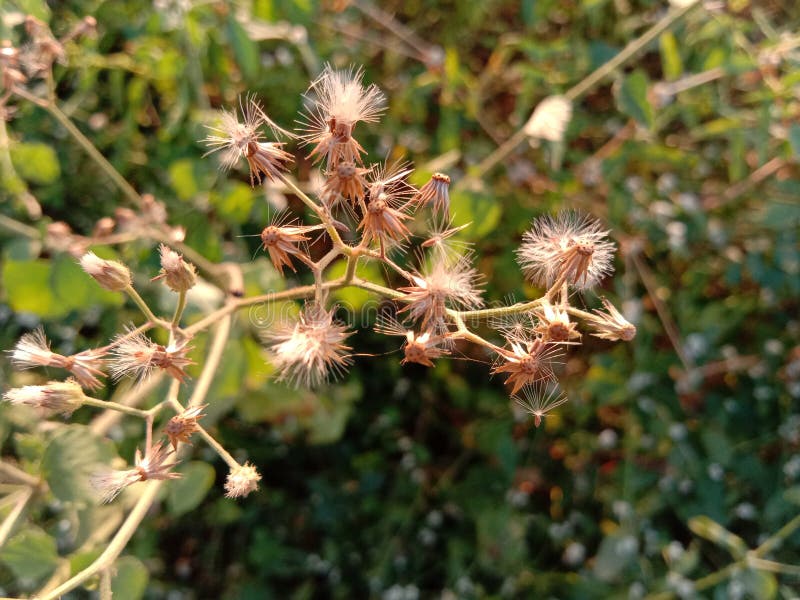 Anemophily stock image. Image of spread, anemophily - 136130717