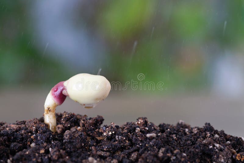 The Seeds of Spring Outdoors Stock Image - Image of nature, grow: 230474023